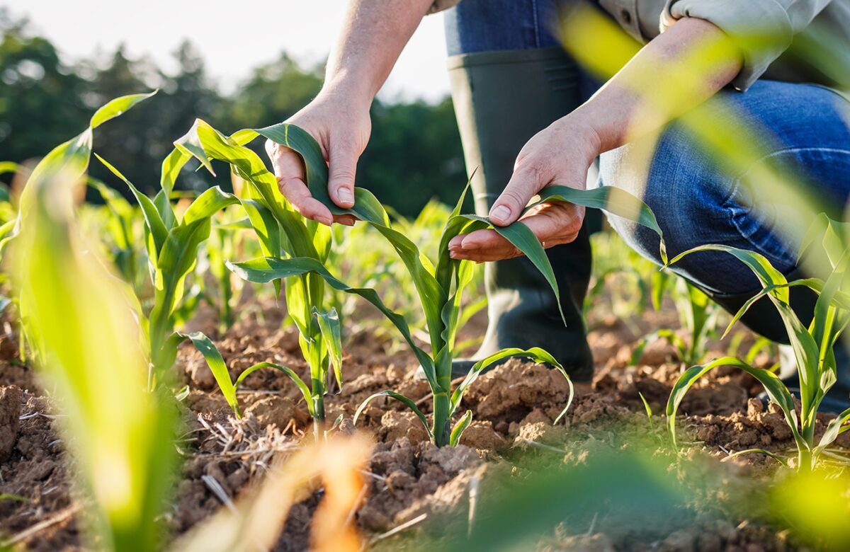 - PELLA DAILY | Νέα και Ειδήσεις από τα Γιαννιτσά, την Αλμωπία, την ...